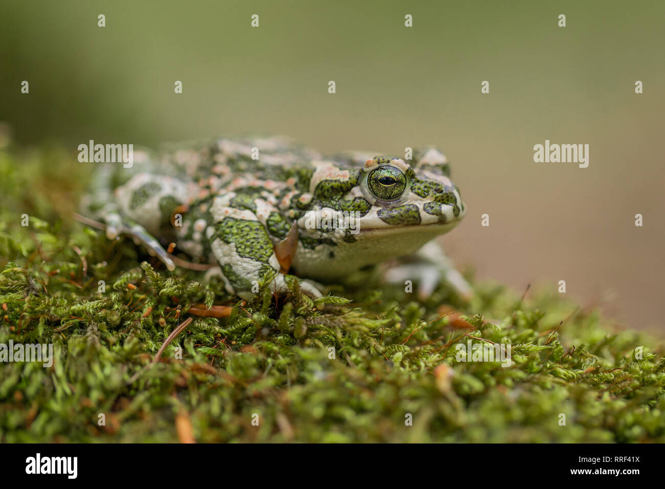 Wildlife photo of Green toad Bufotes viridis Stock Photo - Alamy