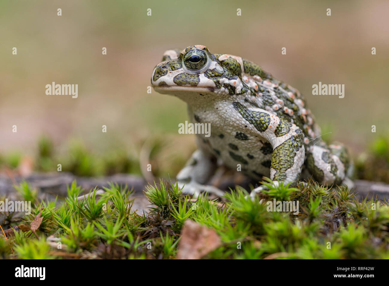 Wildlife photo of Green toad Bufotes viridis Stock Photo - Alamy