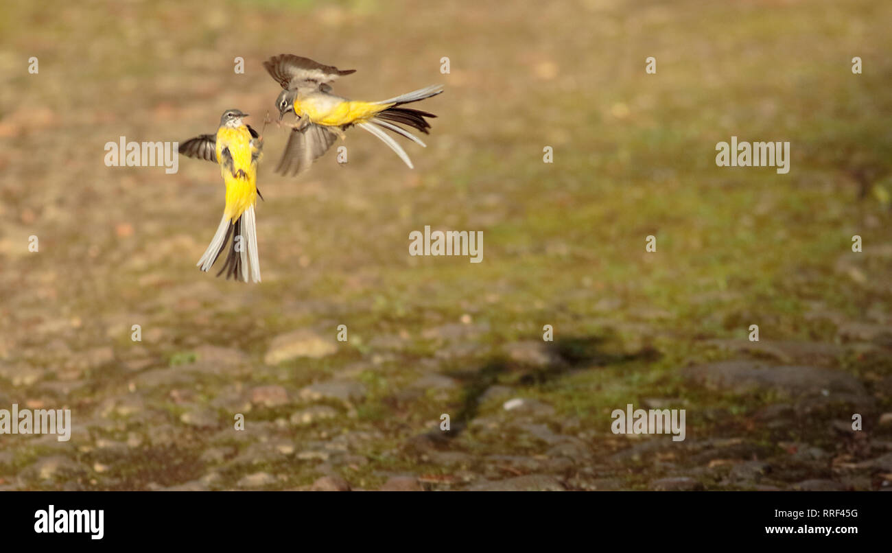 Bird photography grey wagtail hi-res stock photography and images - Alamy
