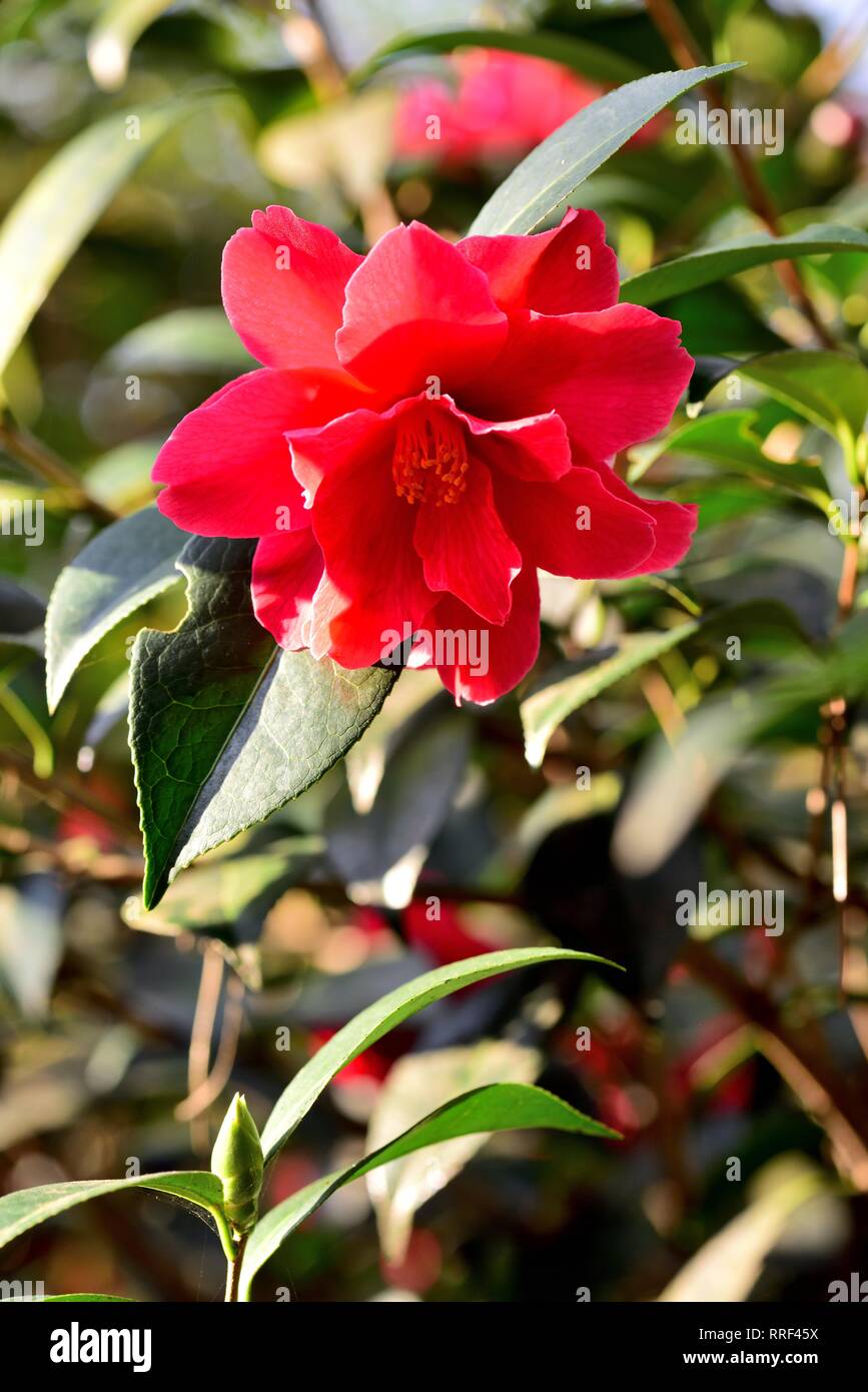Camellia Freedom Bell flower Stock Photo - Alamy