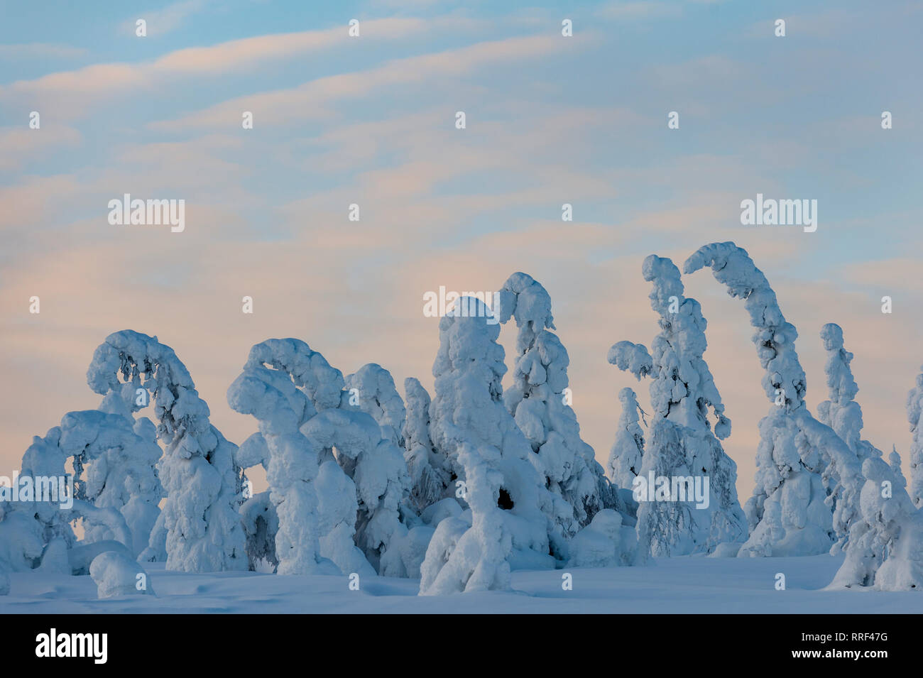 Frost sculpture hi-res stock photography and images - Alamy