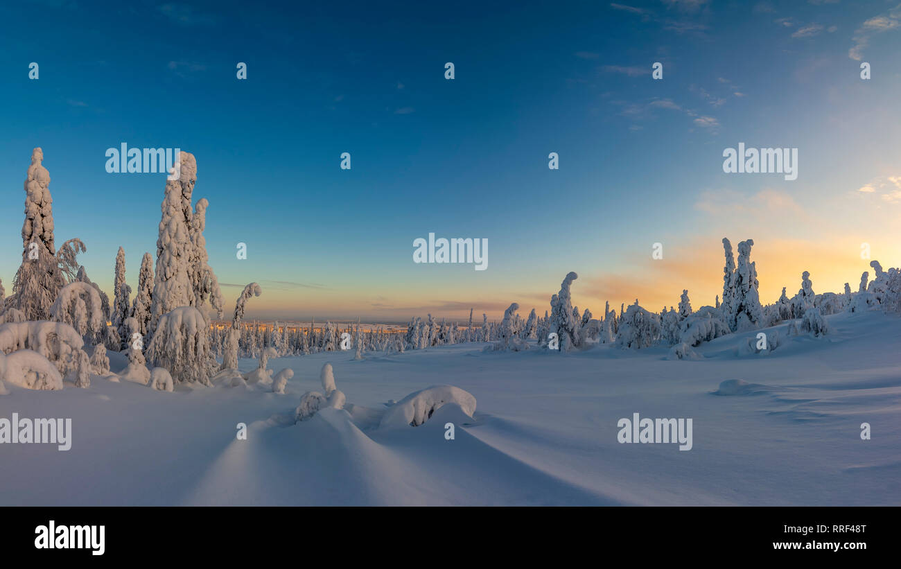 Spruce trees covered in heavy frost and snow in Riisitunturi National ...