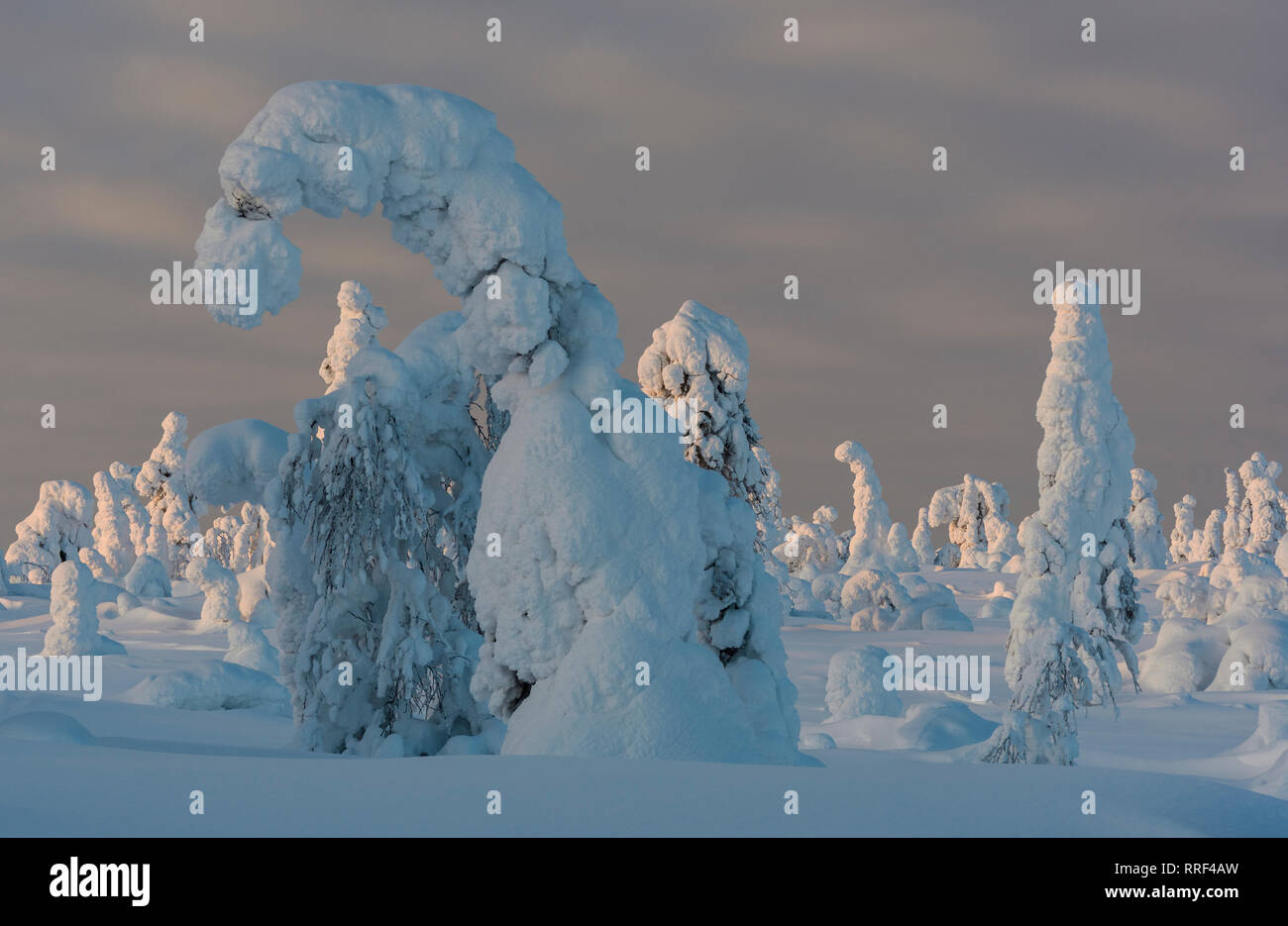 Spruce trees covered in heavy frost and snow in Riisitunturi National ...
