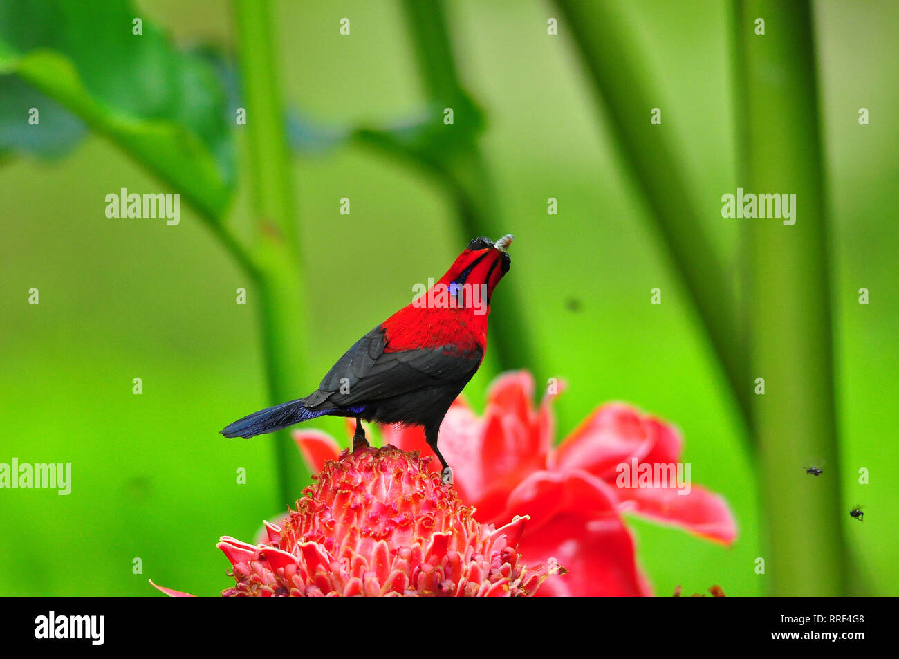 Dumaguete City, Philippines. 21st Feb, 2019. Birds of the Philippines ...