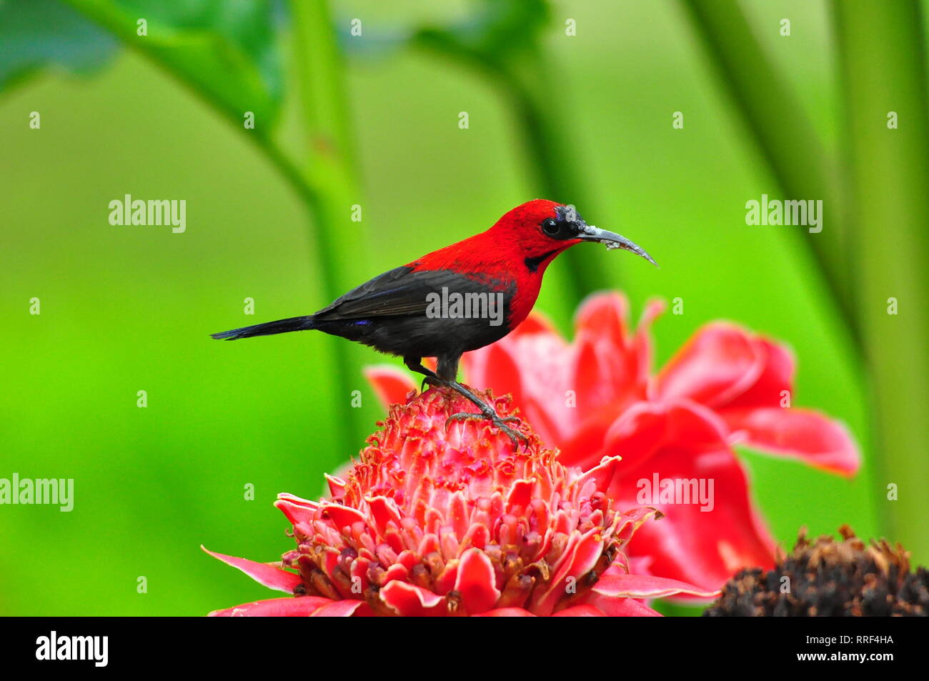 Dumaguete City, Philippines. 21st Feb, 2019. Birds of the Philippines ...