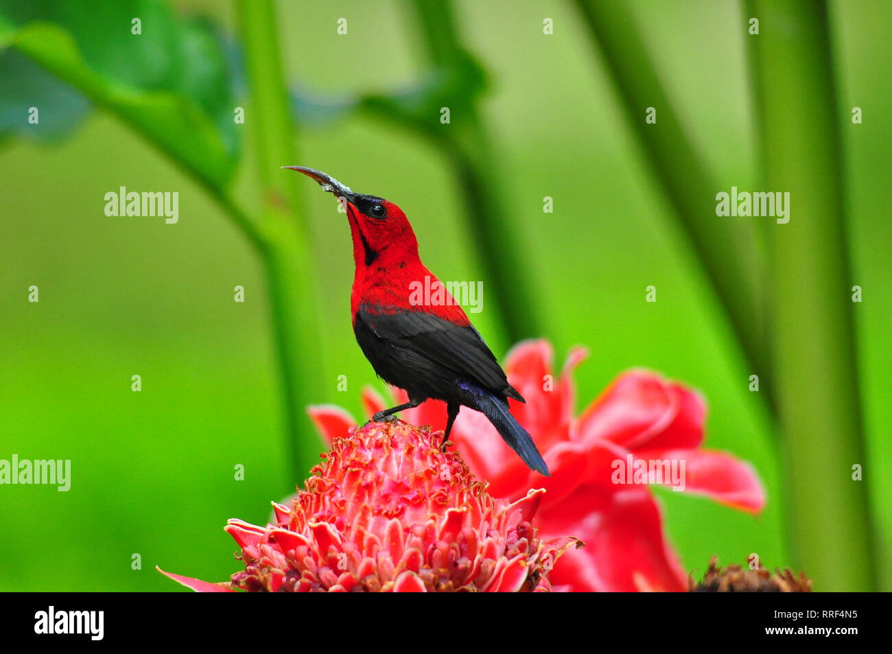 Dumaguete City, Philippines. 21st Feb, 2019. Birds of the Philippines ...