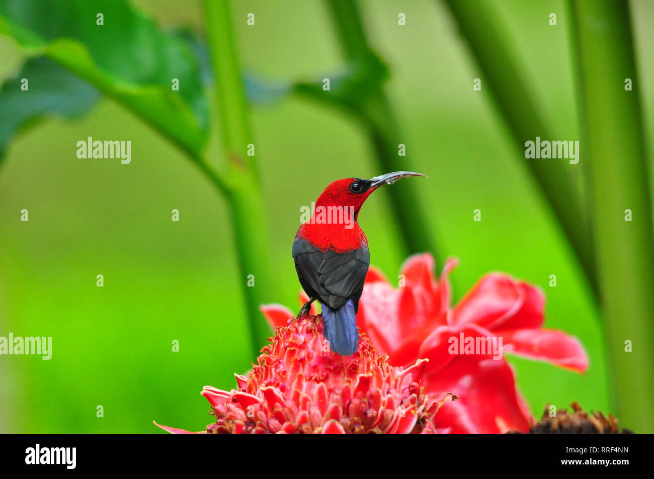 Dumaguete City, Philippines. 21st Feb, 2019. Birds of the Philippines ...
