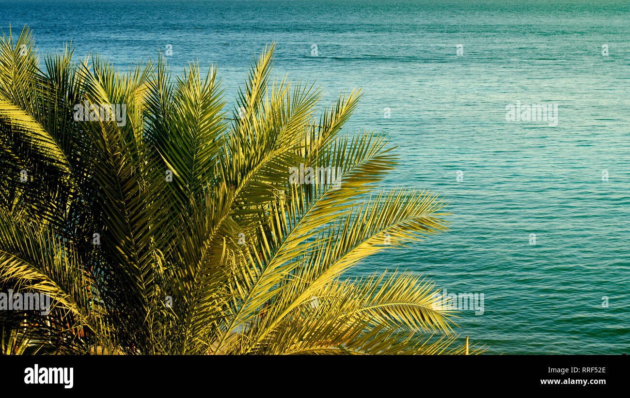 Beautiful green fluffy palm tree against blue surface of the Red Sea ...