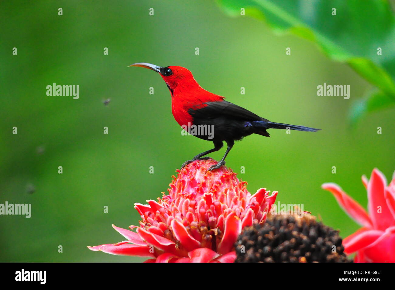 Dumaguete City, Philippines. 21st Feb, 2019. Birds of the Philippines ...
