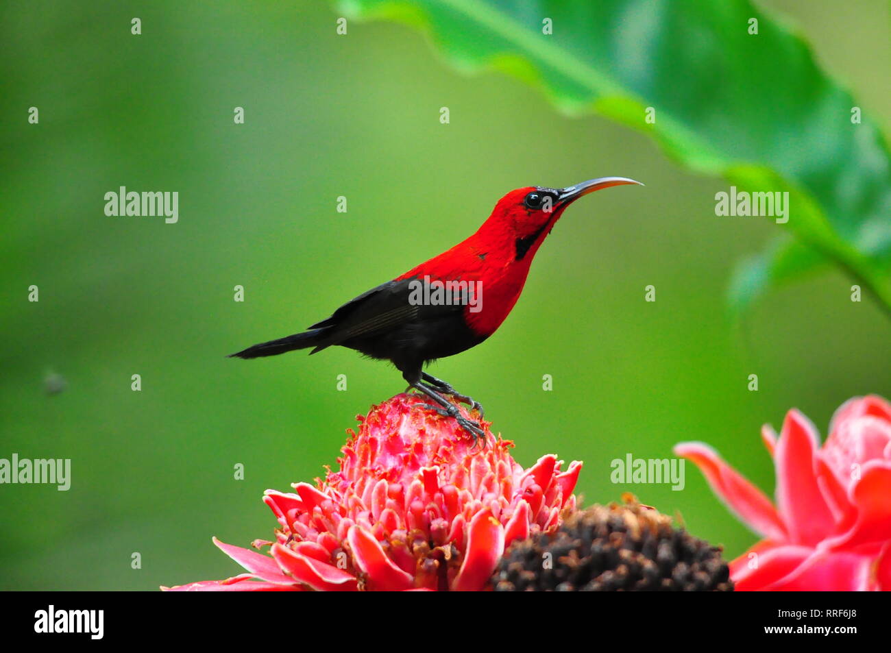 Endemic birds of the philippines hi-res stock photography and images ...