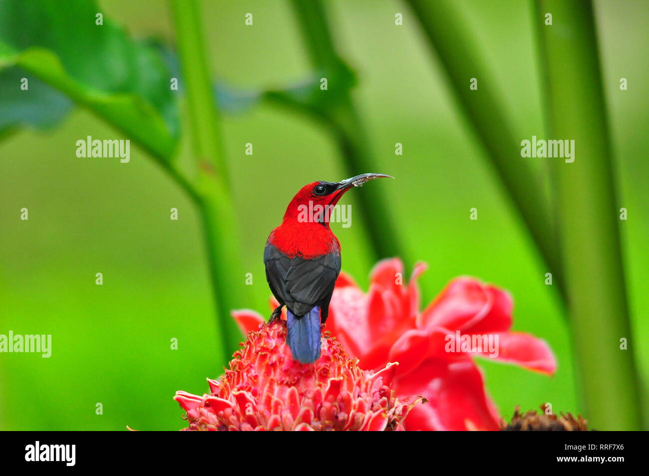 Endemic birds of the philippines hi-res stock photography and images ...
