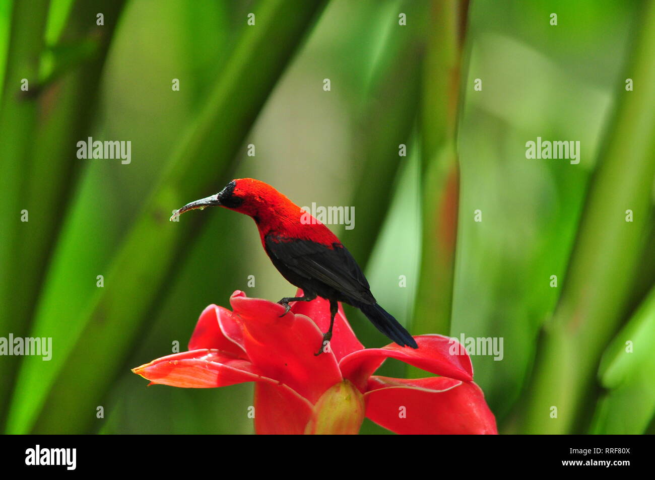 Philippine endemic birds hi-res stock photography and images - Alamy