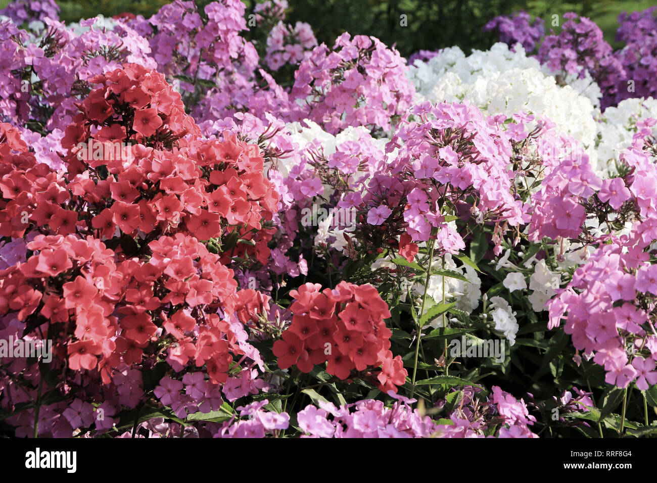 Many white small flowers background hi-res stock photography and images ...