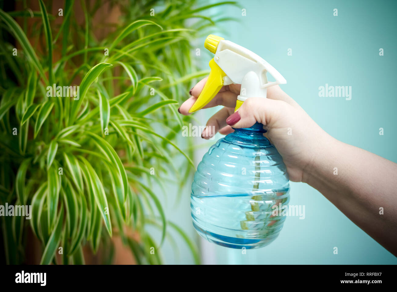 people, gardening, flower planting and profession concept - close up ...