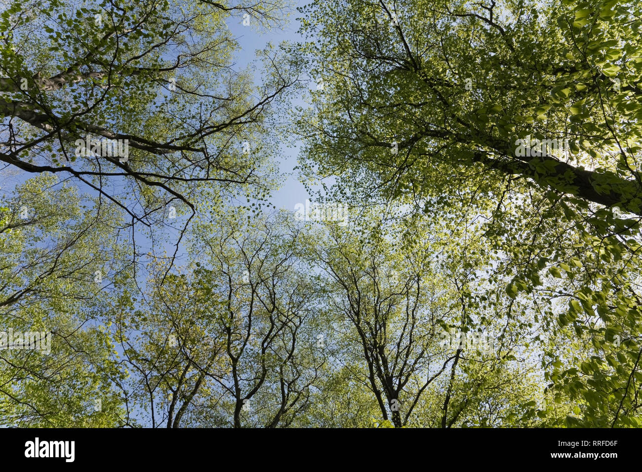 Tall straight trunks trees in hi-res stock photography and images - Alamy