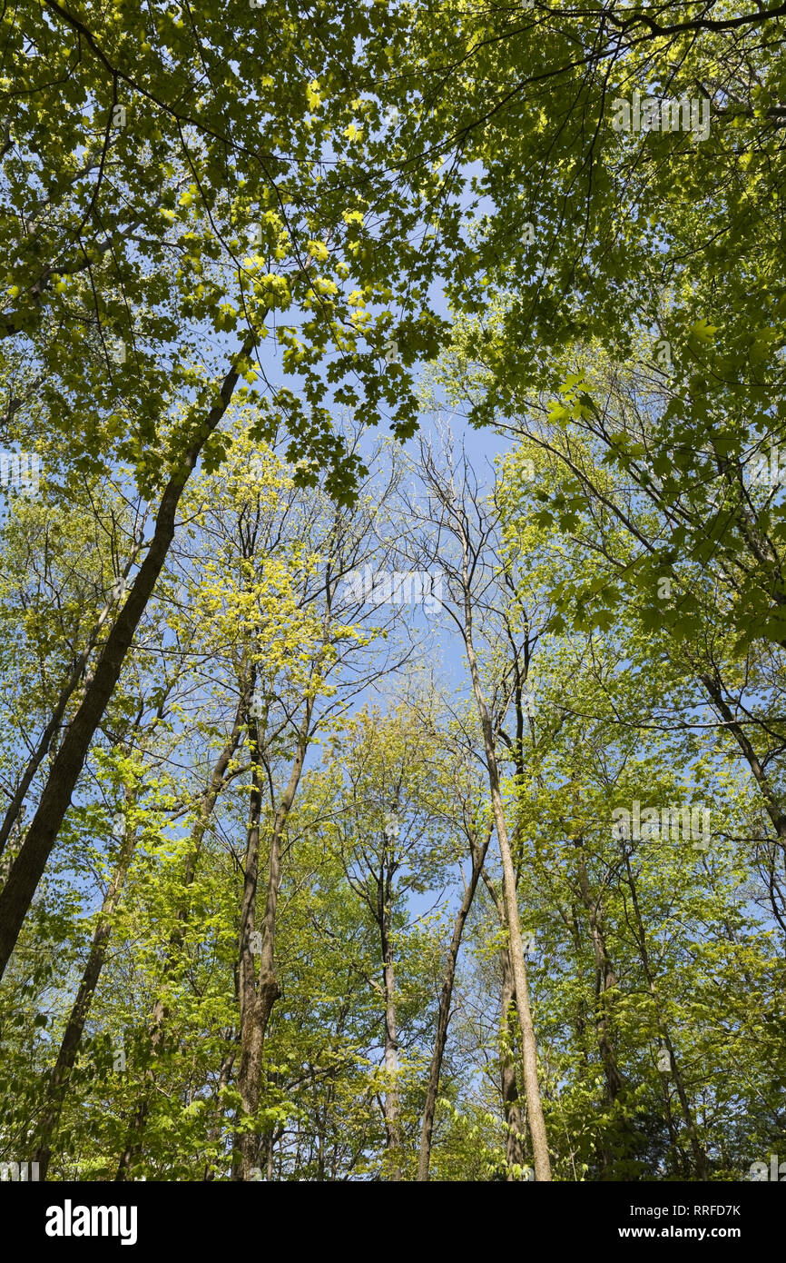 Mixed deciduous trees hi-res stock photography and images - Alamy