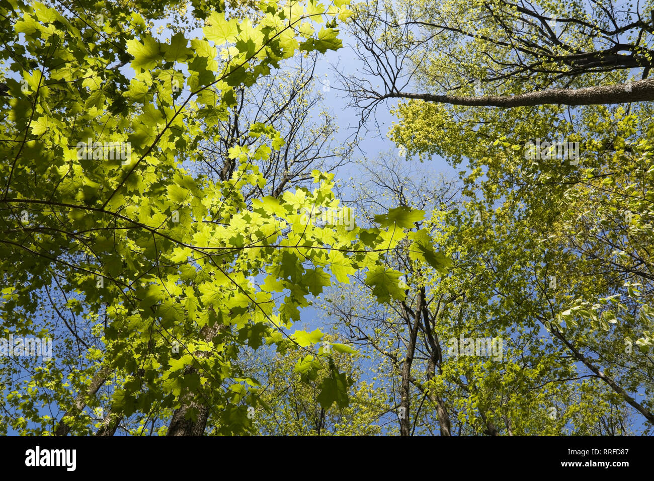 Tree canopy backdrop hi-res stock photography and images - Alamy