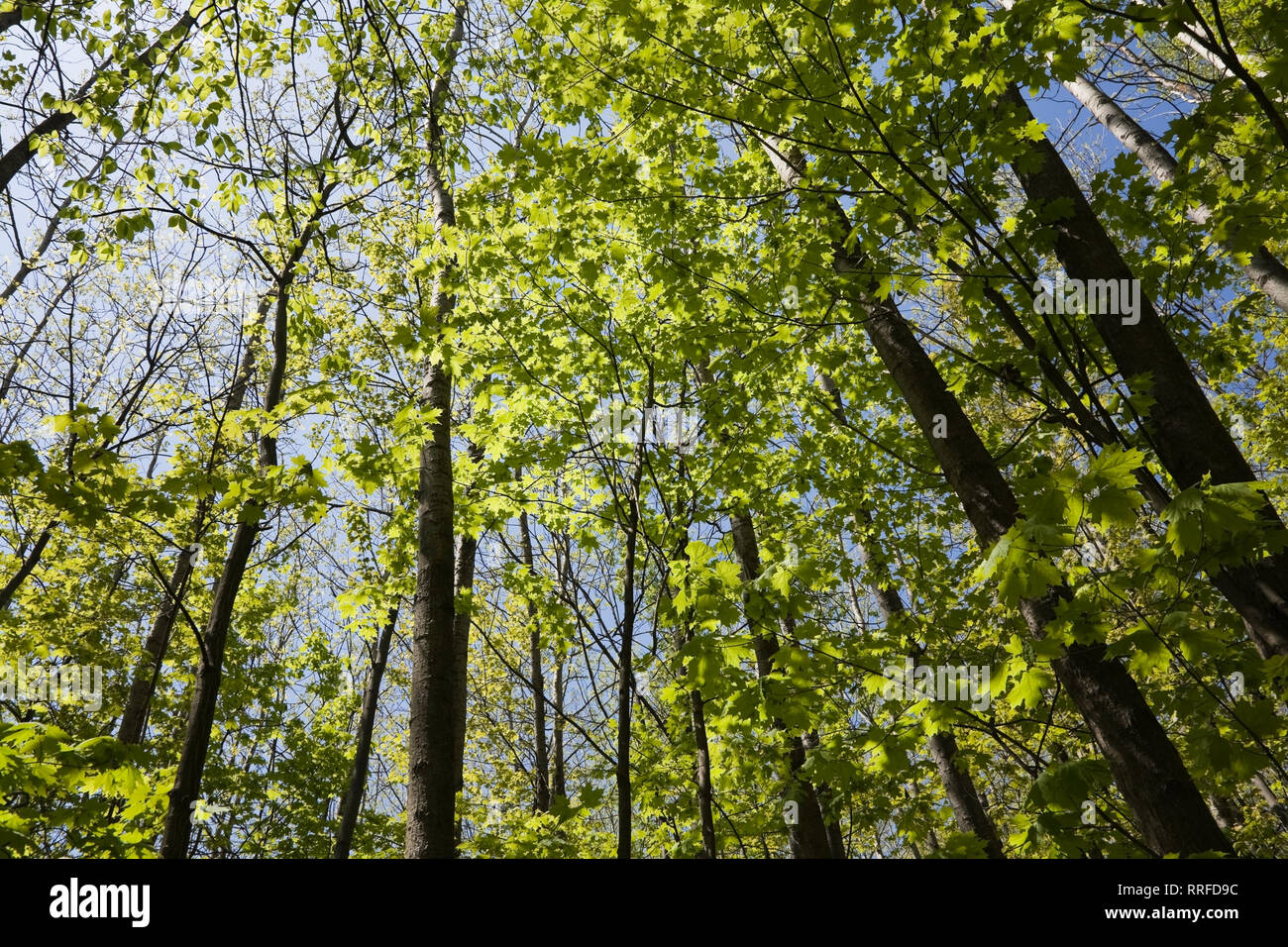 Vigorous deciduous trees hi-res stock photography and images - Alamy