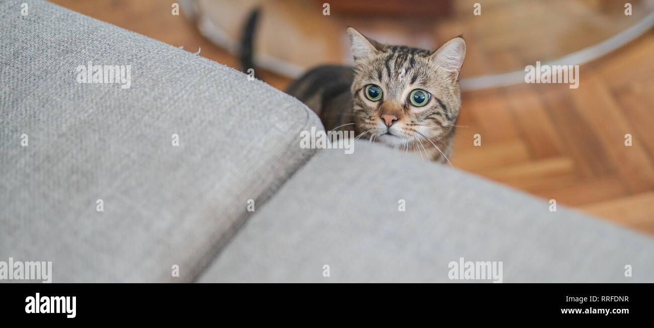 Cute short hair cat looking curious and snooping at home playing hide ...
