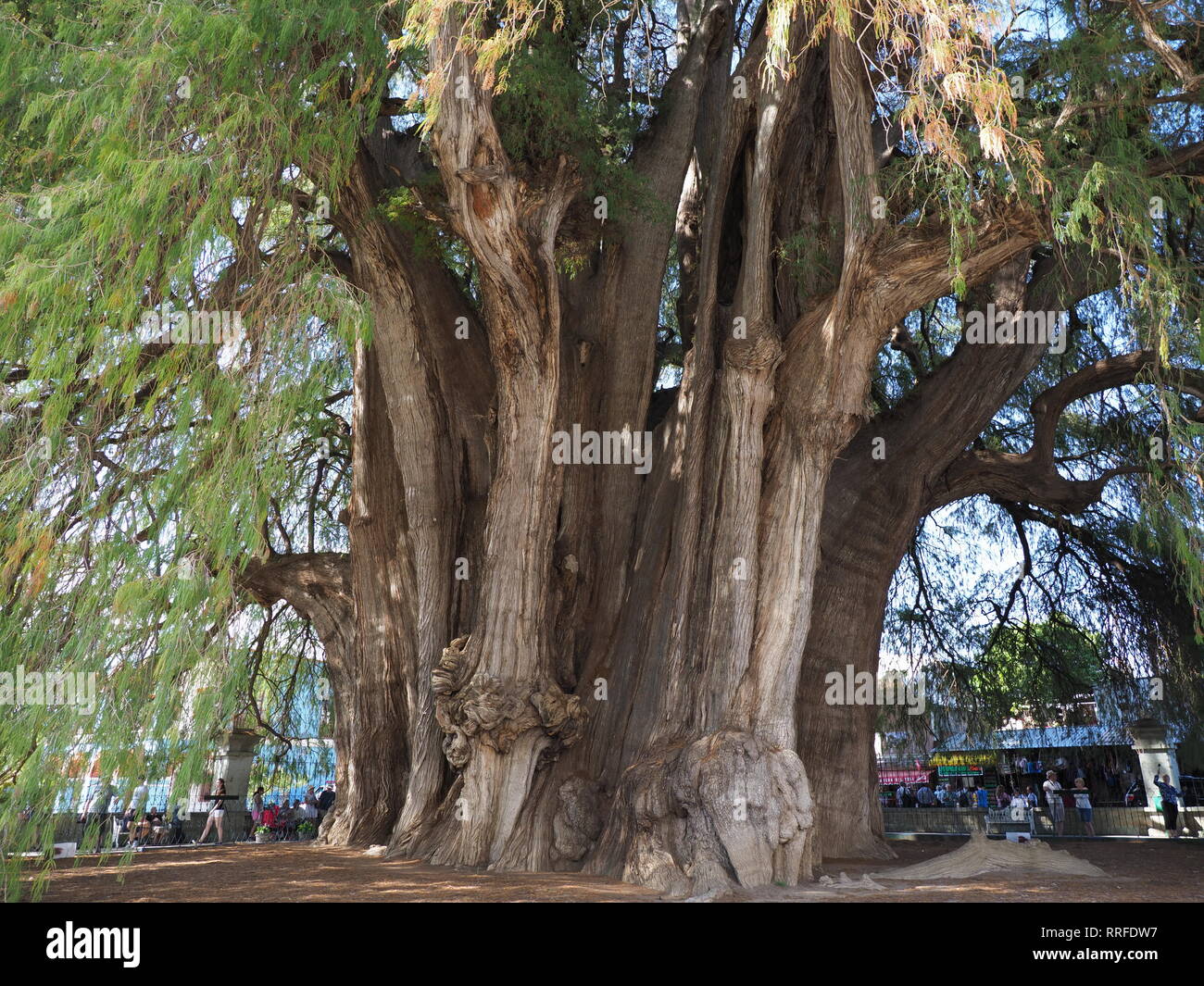 SANTA MARIA del TULE, NORTH AMERICA MEXICO on FEBRUARY 2018: View of ...