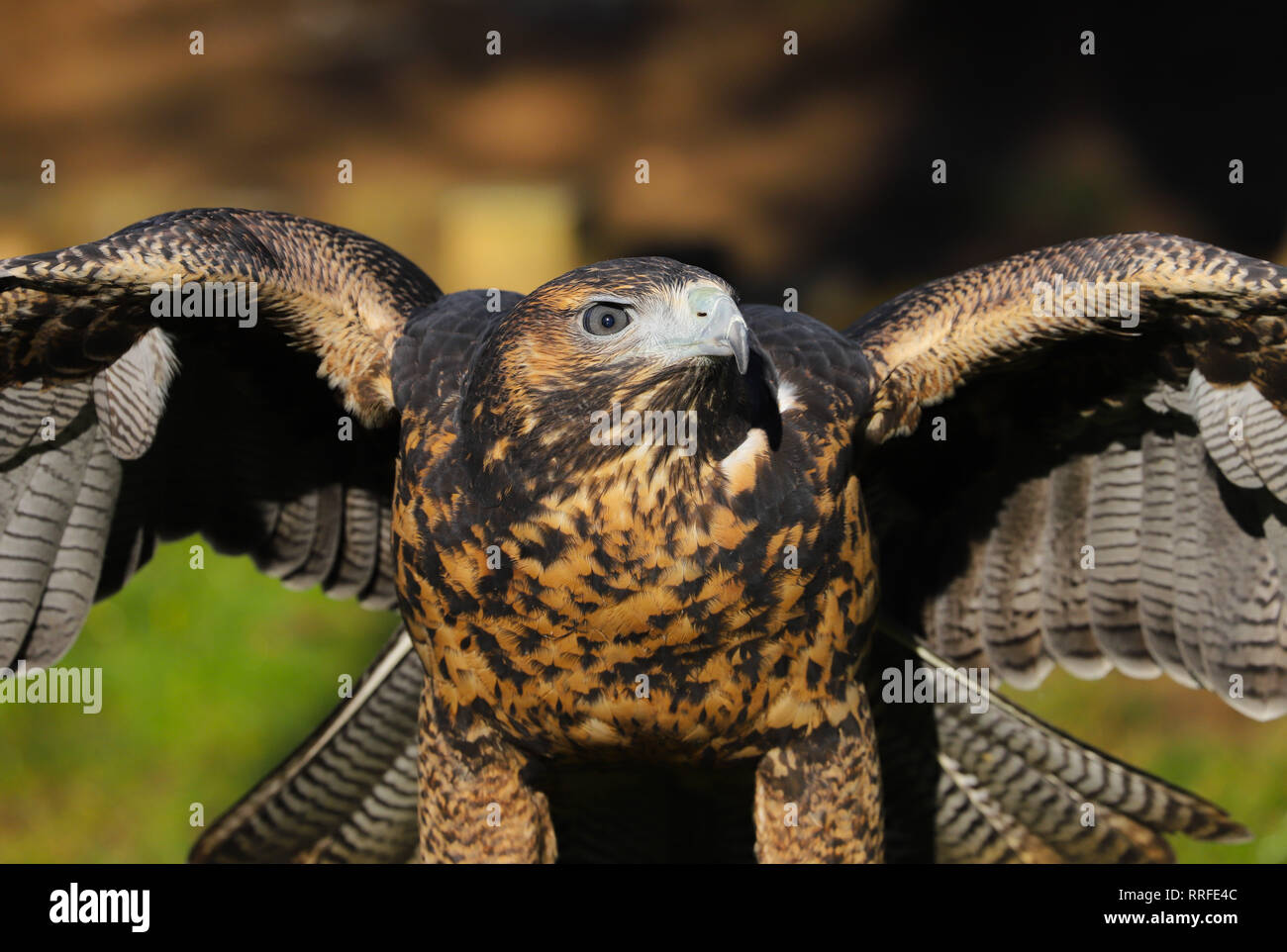 Close up head and shoulders of a Grey Buzzard Eagle bird of prey Stock ...