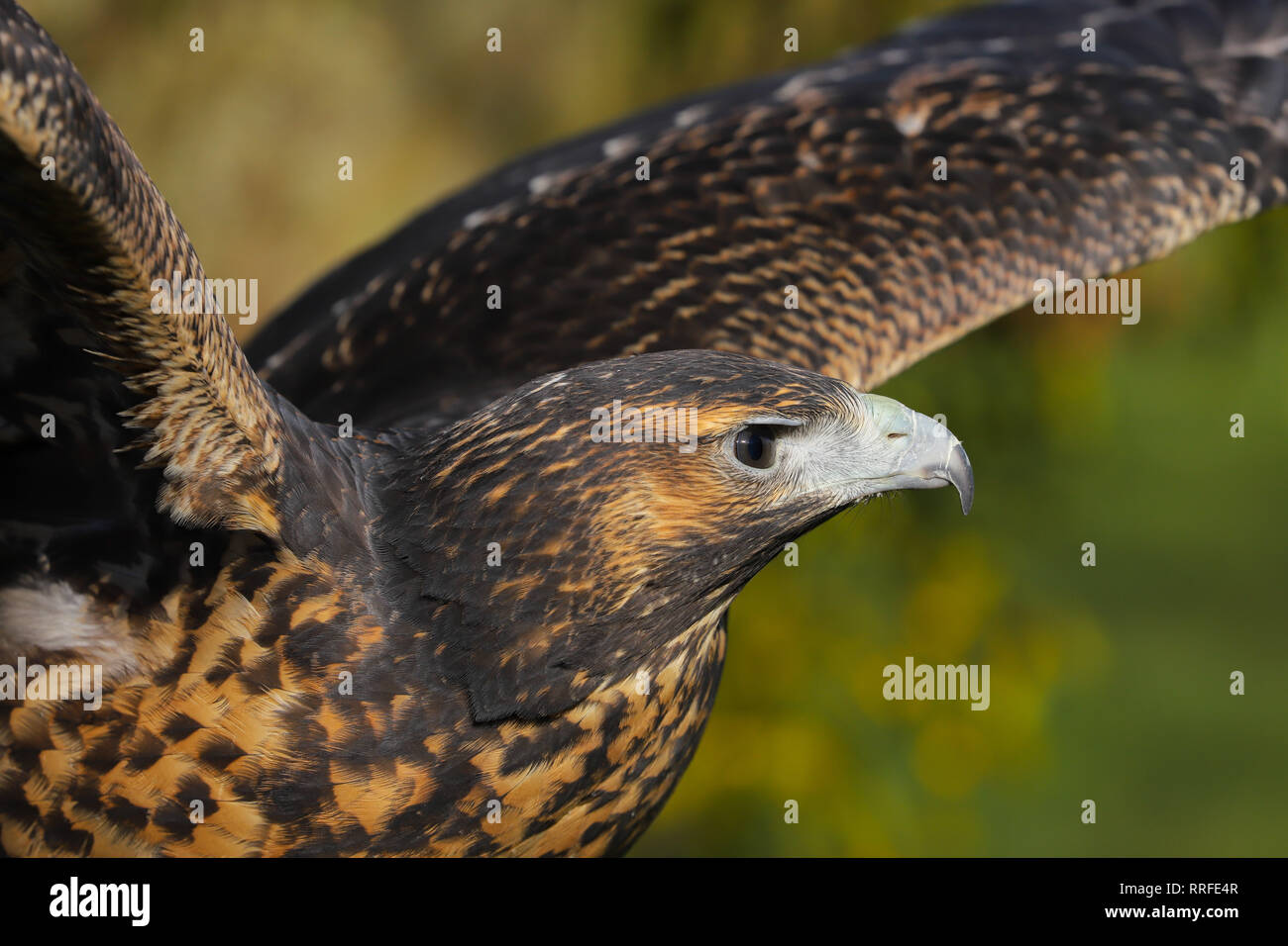 Close up head and shoulders of a Grey Buzzard Eagle bird of prey Stock ...