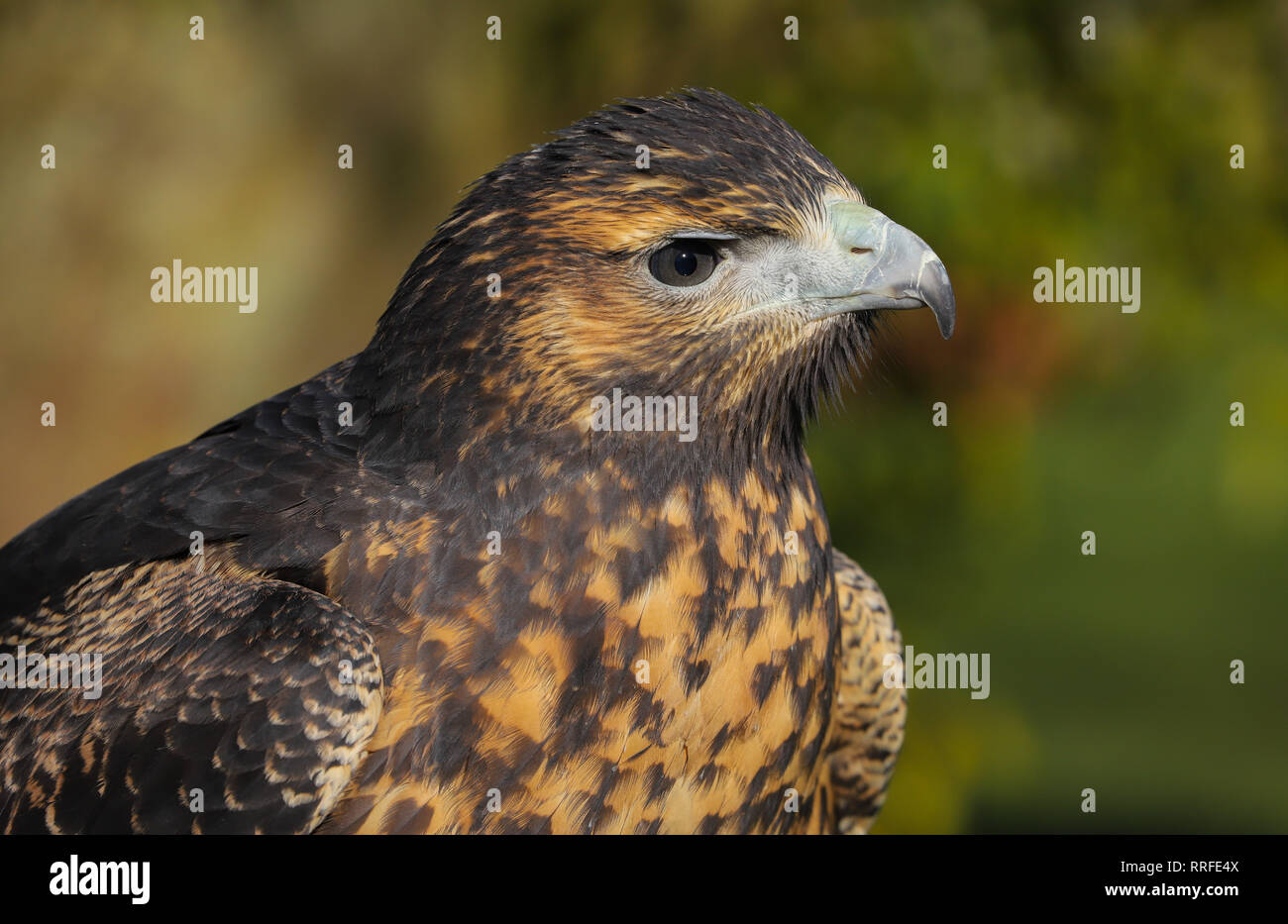 Close up head and shoulders of a Grey Buzzard Eagle bird of prey Stock ...