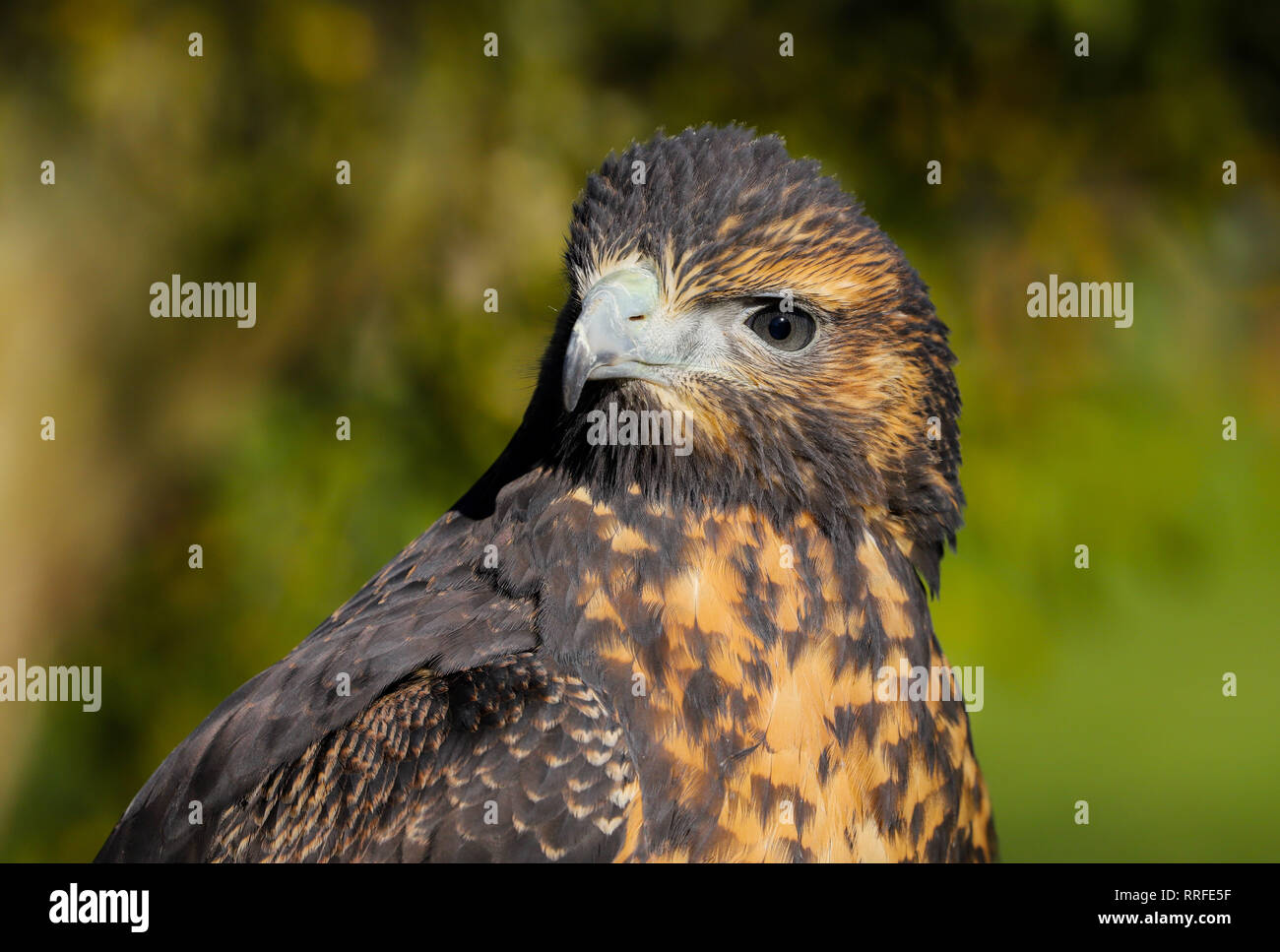 Close up head and shoulders of a Grey Buzzard Eagle bird of prey Stock ...