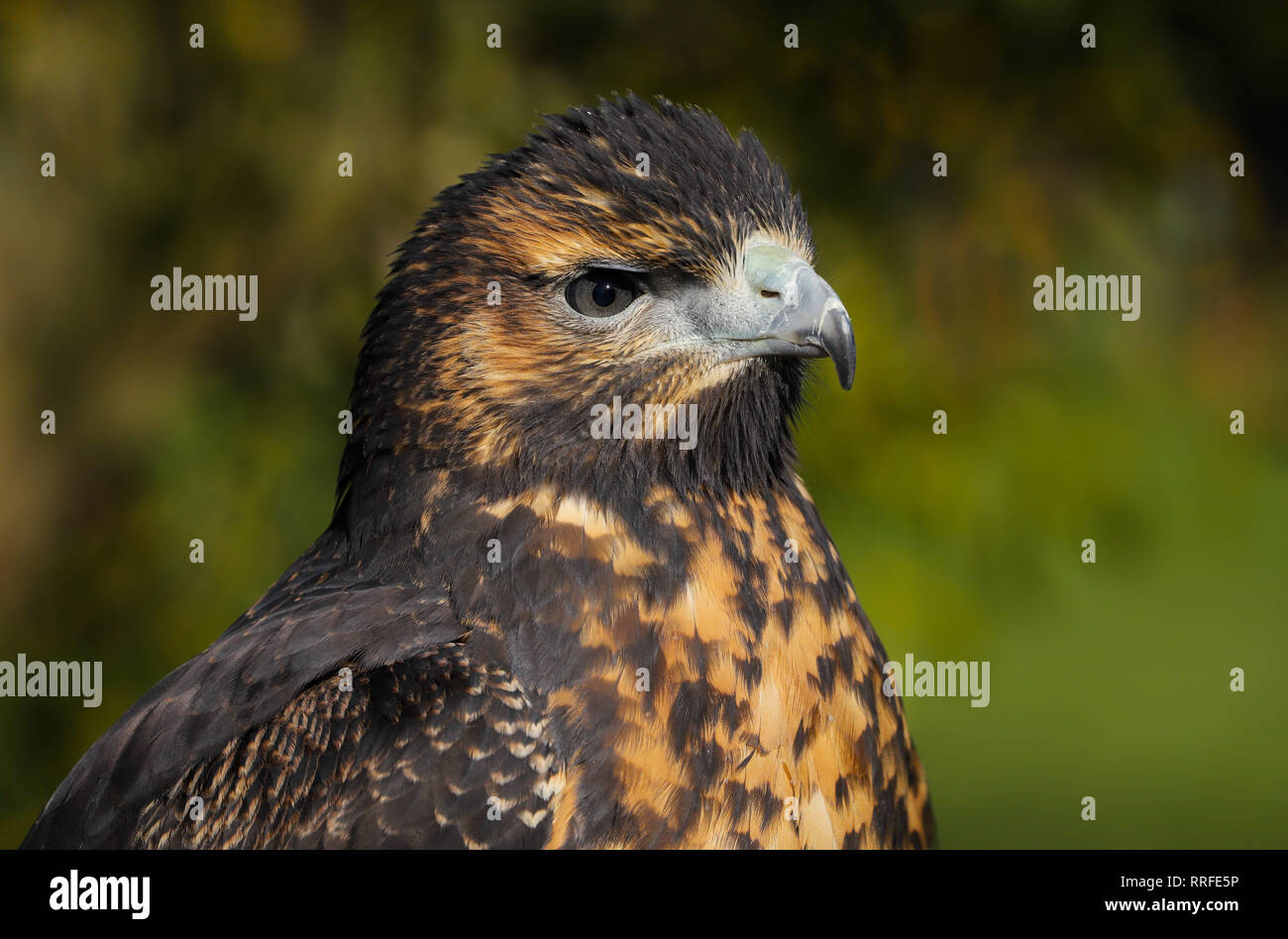 Close up head and shoulders of a Grey Buzzard Eagle bird of prey Stock ...
