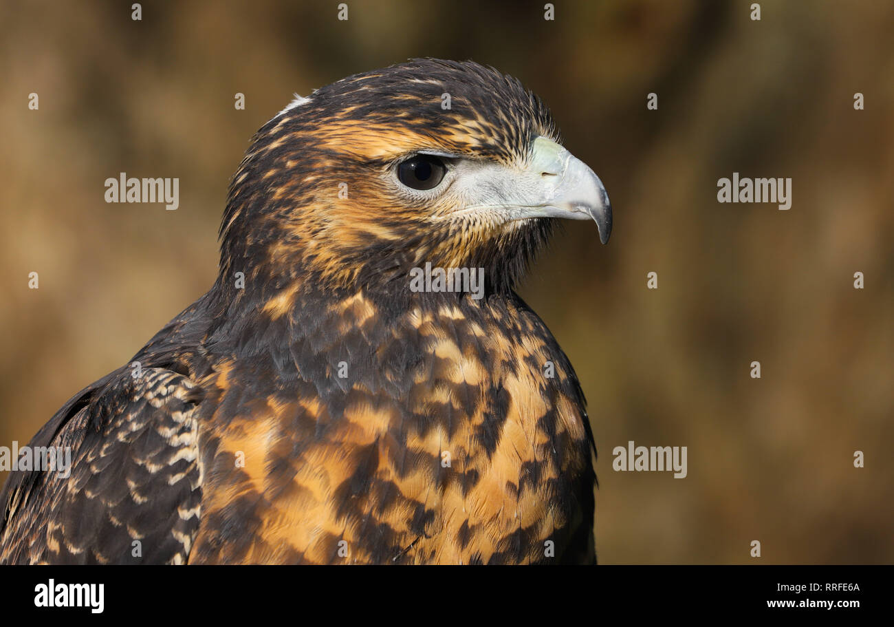 Close up head and shoulders of a Grey Buzzard Eagle bird of prey Stock ...
