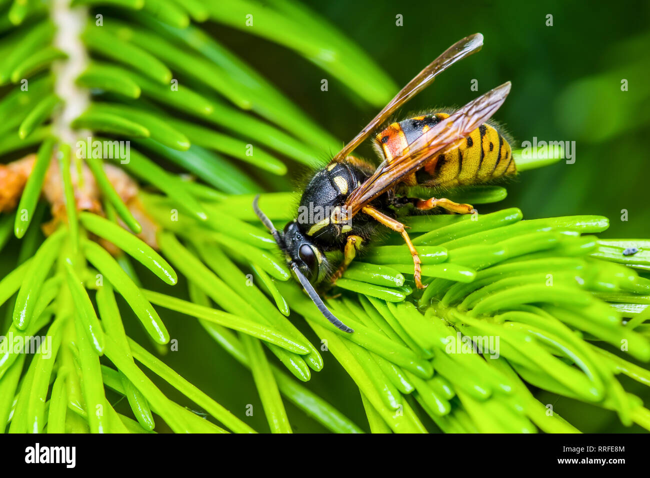 Yellowjacket nest hi-res stock photography and images - Alamy