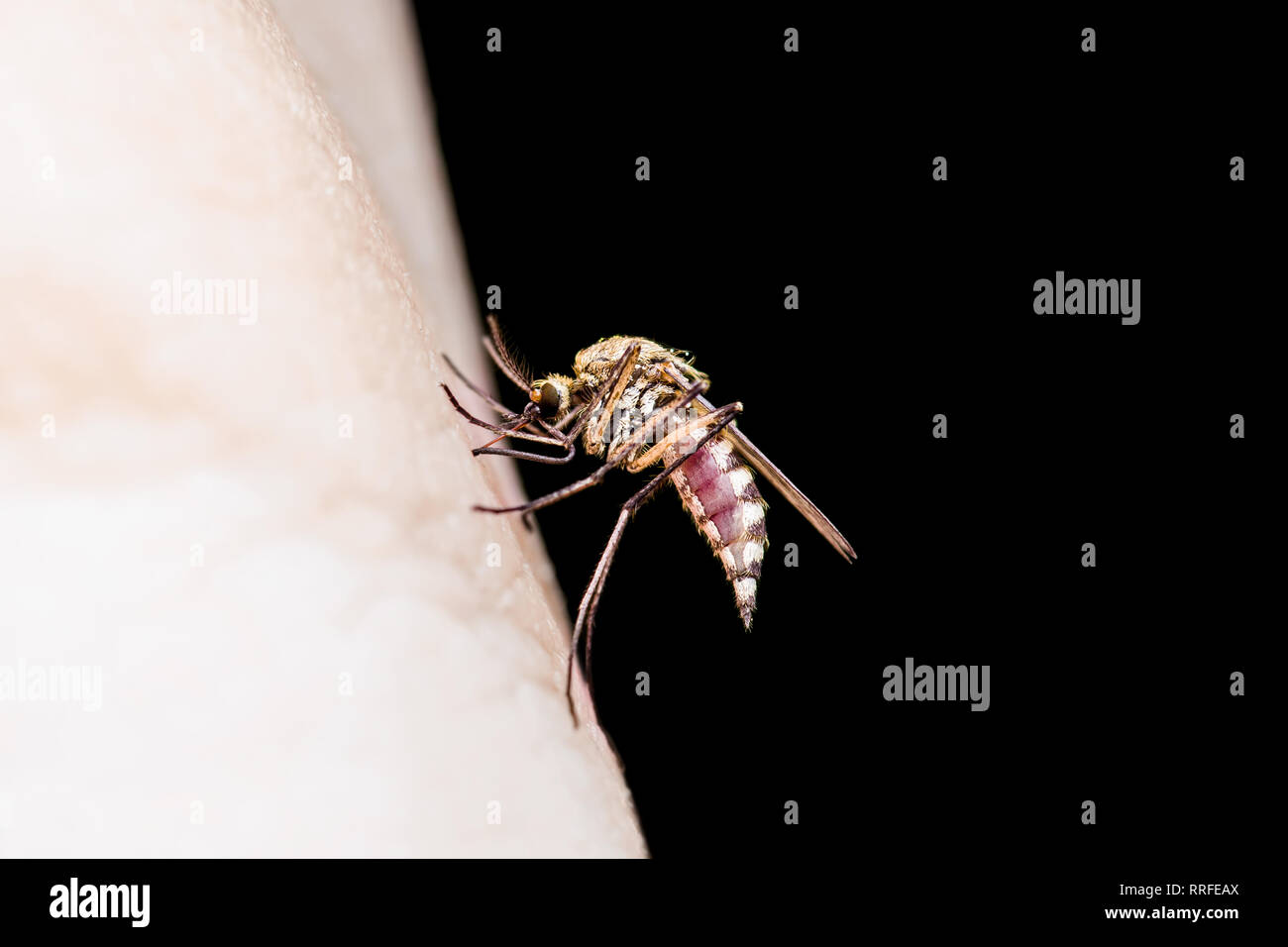 Yellow Fever, Malaria or Zika Virus Infected Mosquito Insect Bite ...