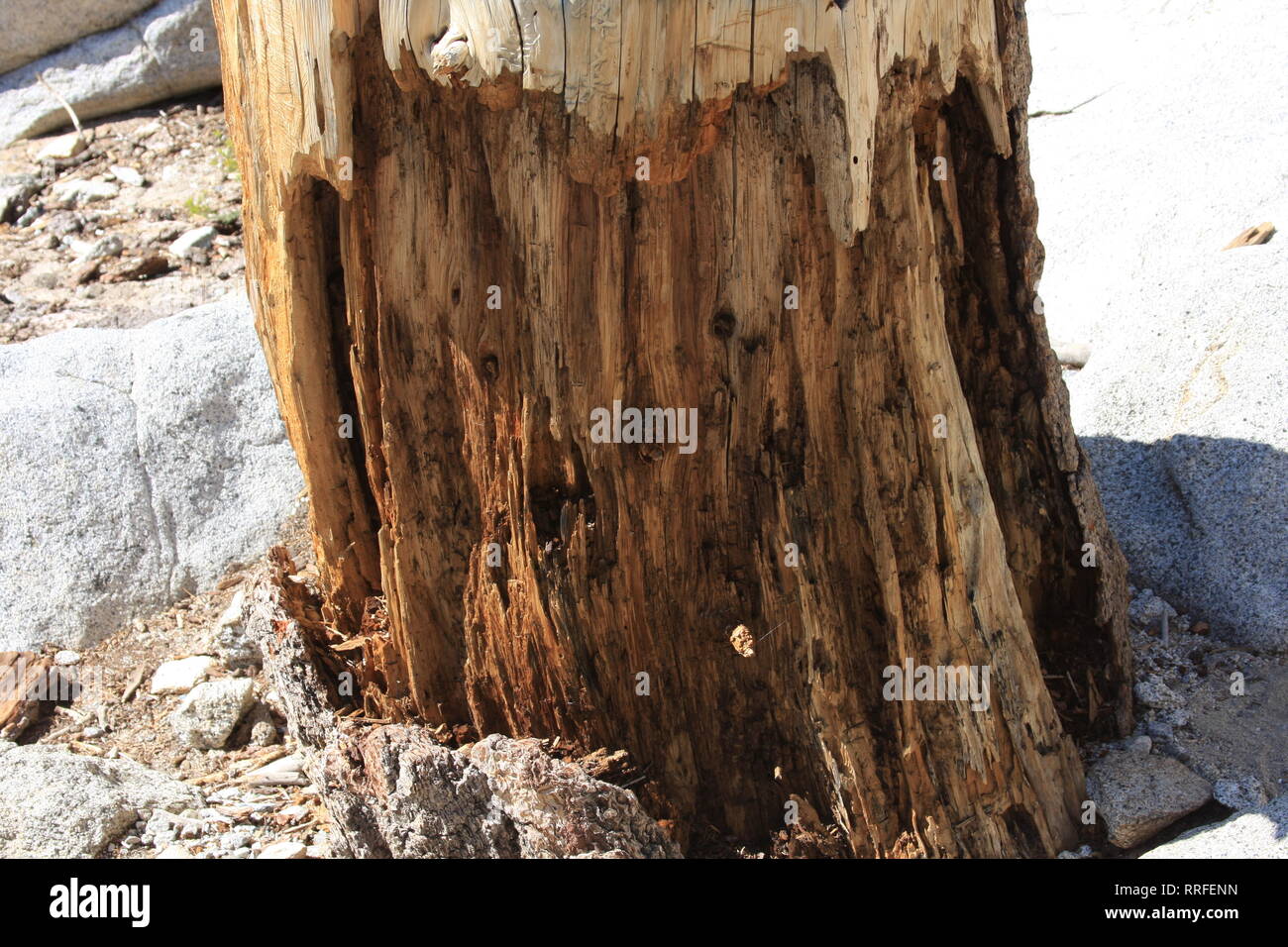 Axed tree hi-res stock photography and images - Alamy