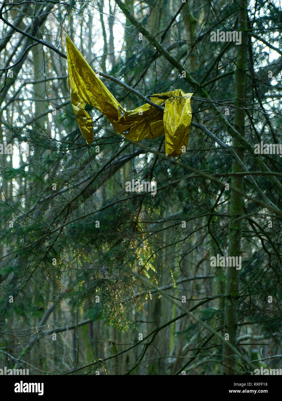 Deflated Helium balloon hanging in tree branches Stock Photo - Alamy