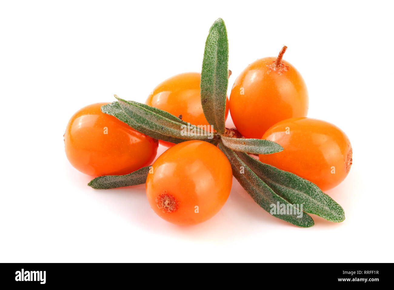 Sea buckthorn. Fresh ripe berry with leaves isolated on white ...