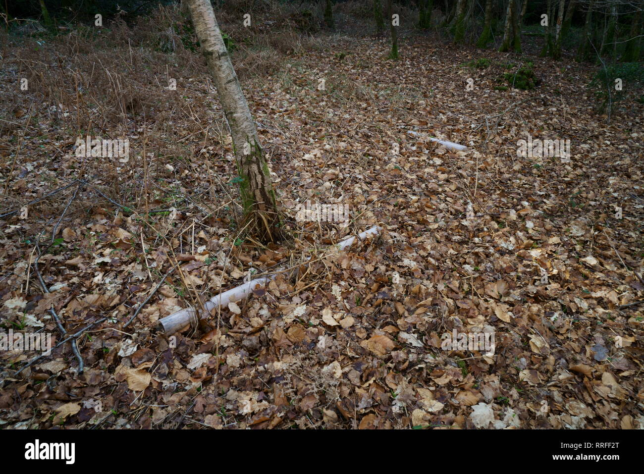 Plastic tree tubes littering woodland Stock Photo - Alamy