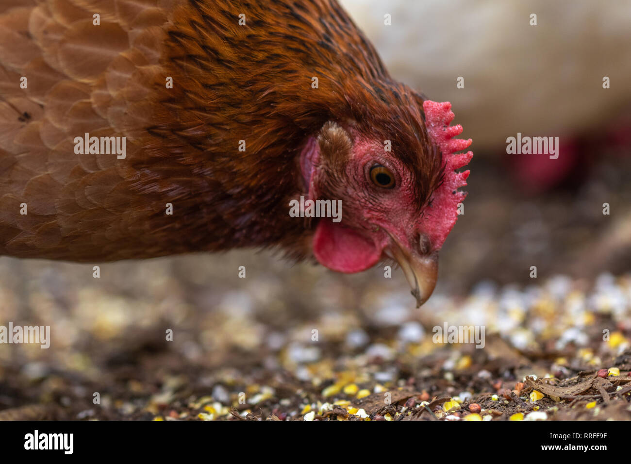 Hen hunts for the perfect piece of scratch Stock Photo - Alamy