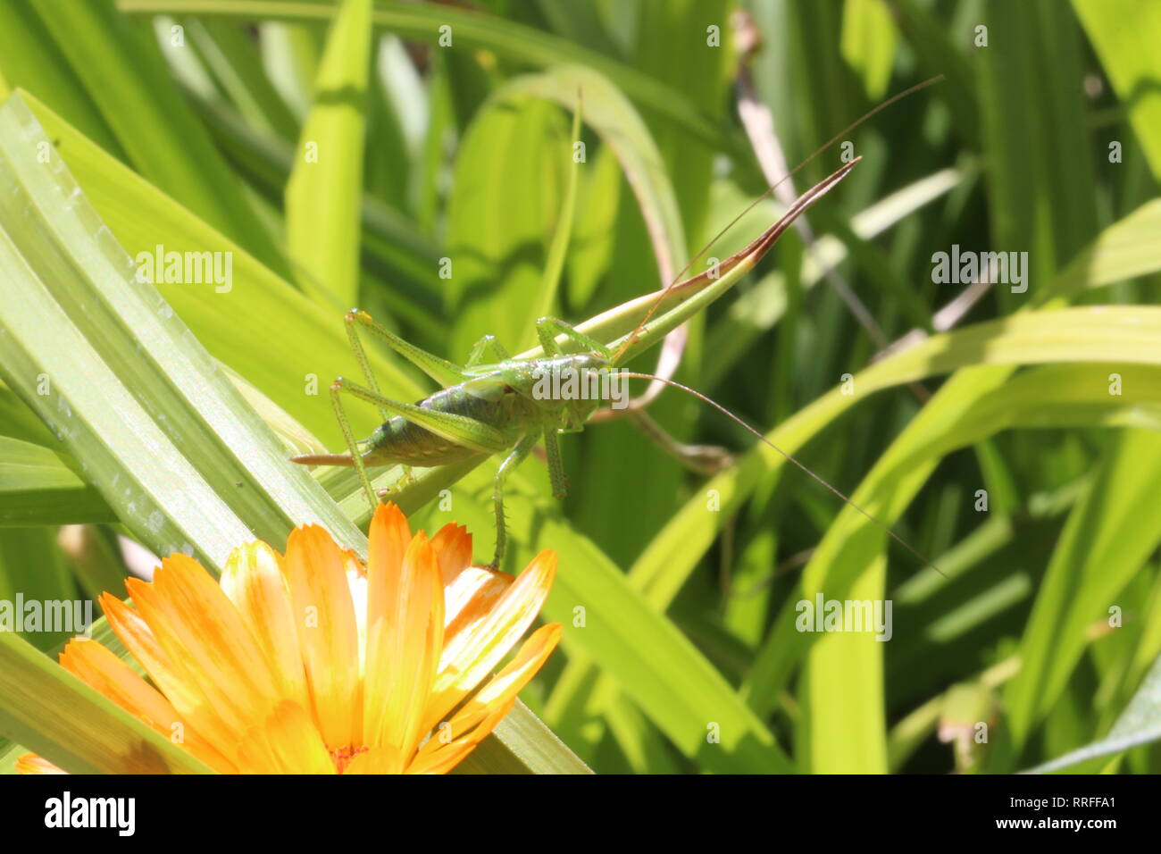 Locust wings hi-res stock photography and images - Alamy