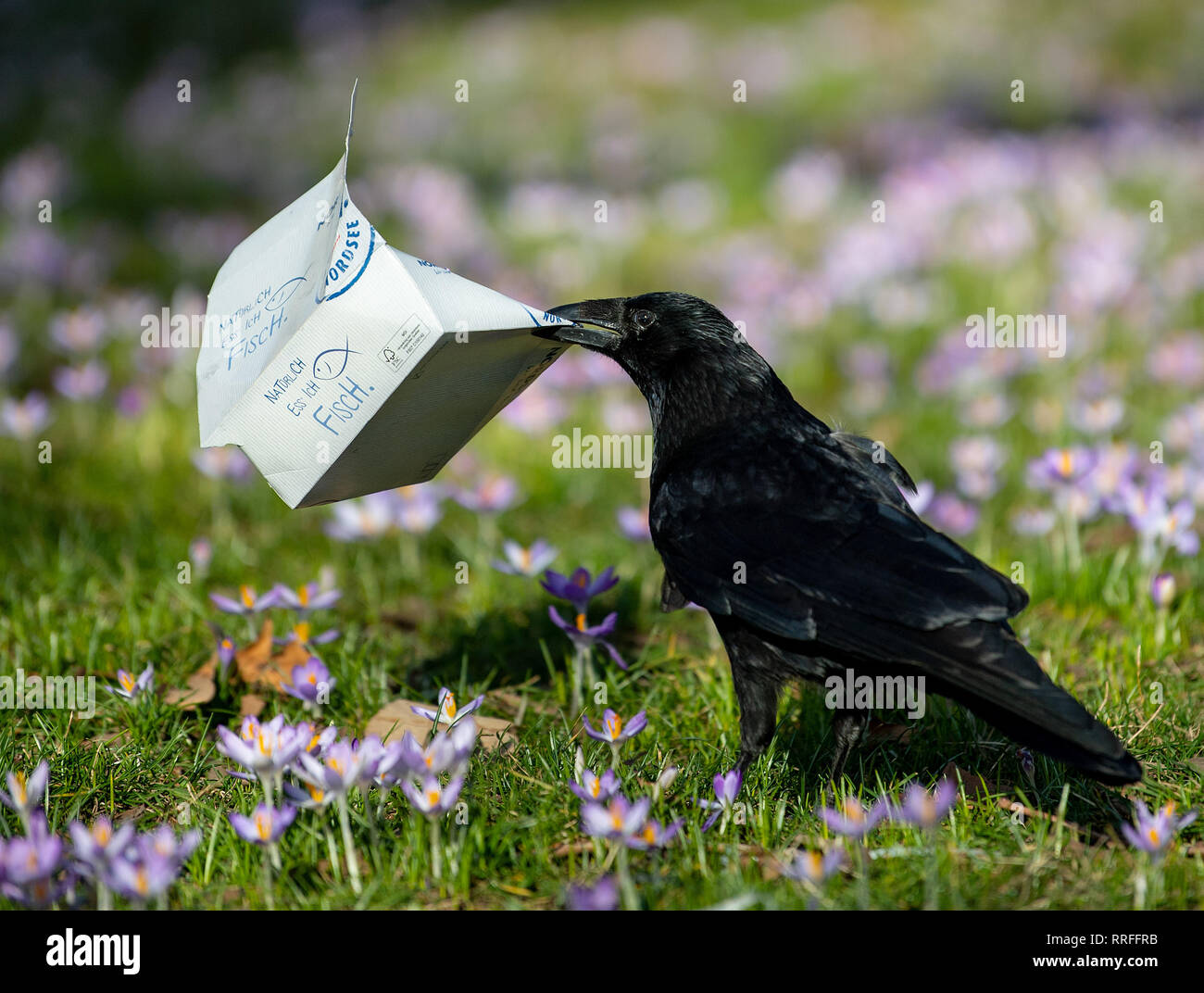 Dresden, Germany. 25th Feb, 2019. A crow stands on a spring meadow and ...