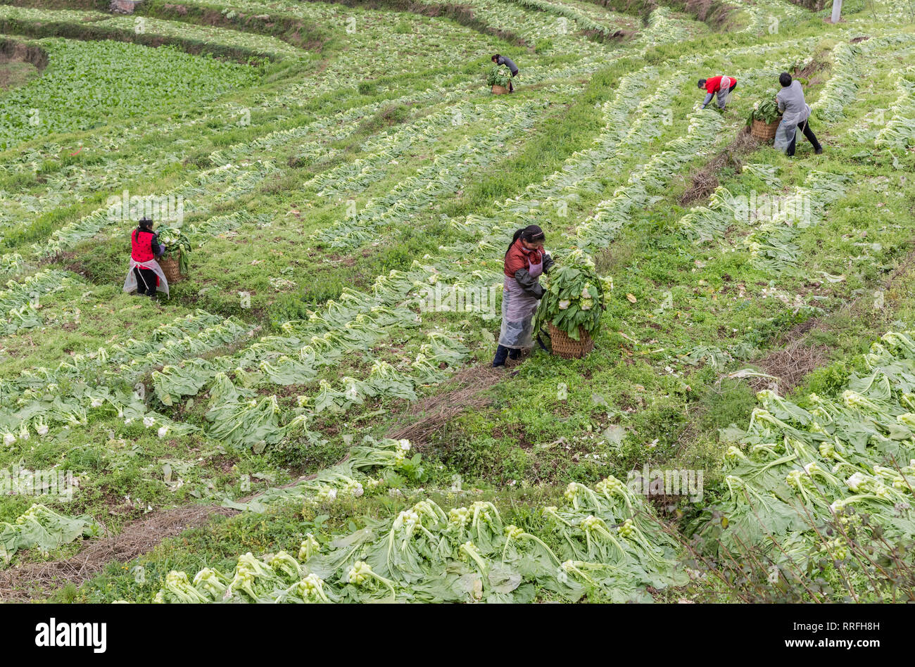 Chongqing, Chongqing, China. 25th Feb, 2019. Chongqing, CHINA-Peasants ...