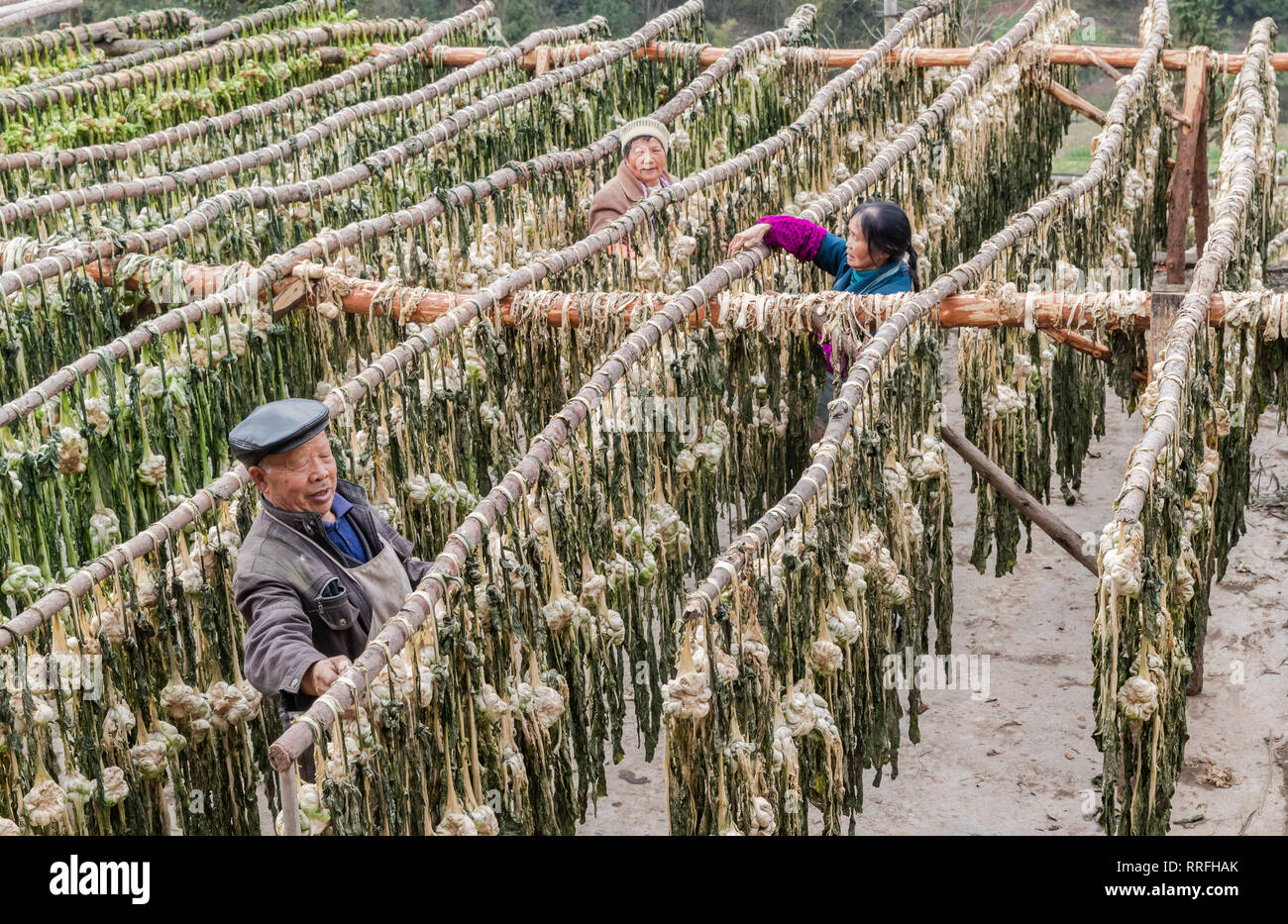 Vegetable qu hi-res stock photography and images - Alamy