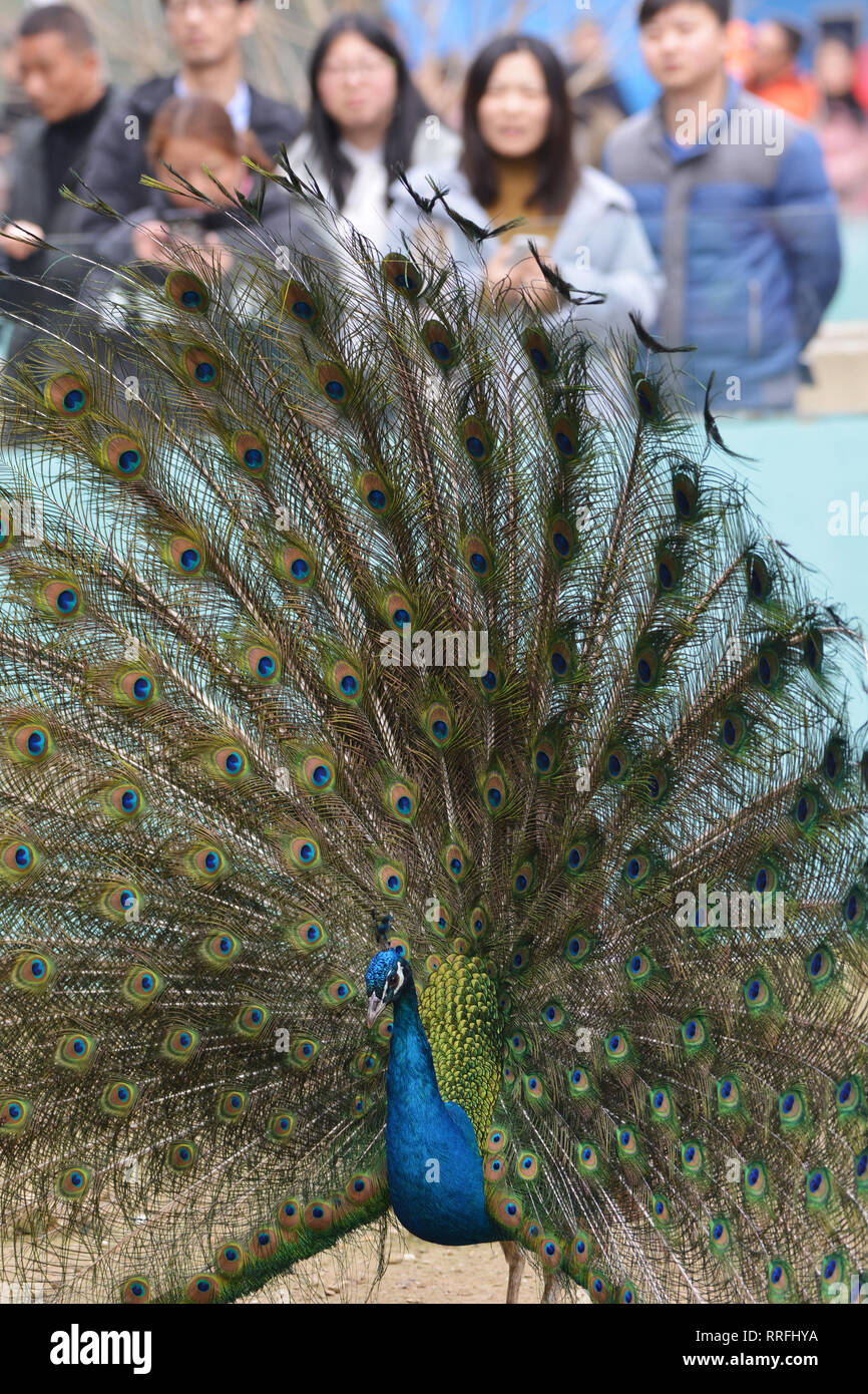 Nanjing, Nanjing, China. 25th Feb, 2019. Nanjing, CHINA-The peacock at ...