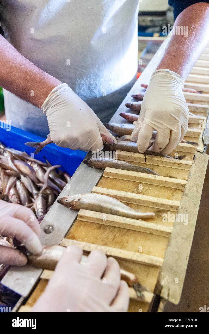 Stint fish hi-res stock photography and images - Alamy