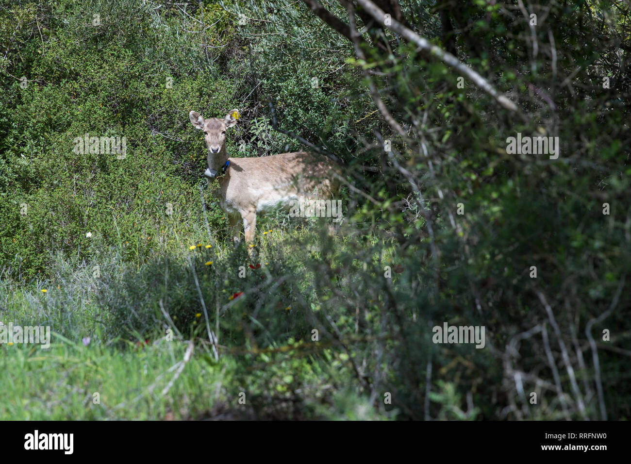 Jerusalem. 25th Feb, 2019. A Persian fallow deer is seen at the hills ...