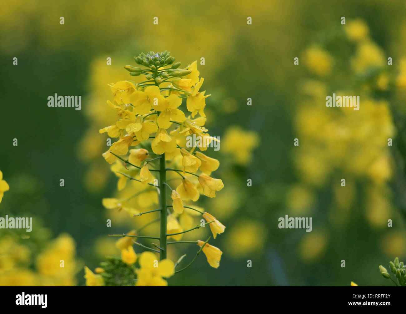 Huangshan, Huangshan, China. 26th Feb, 2019. Huangshan, CHINA-Canola ...