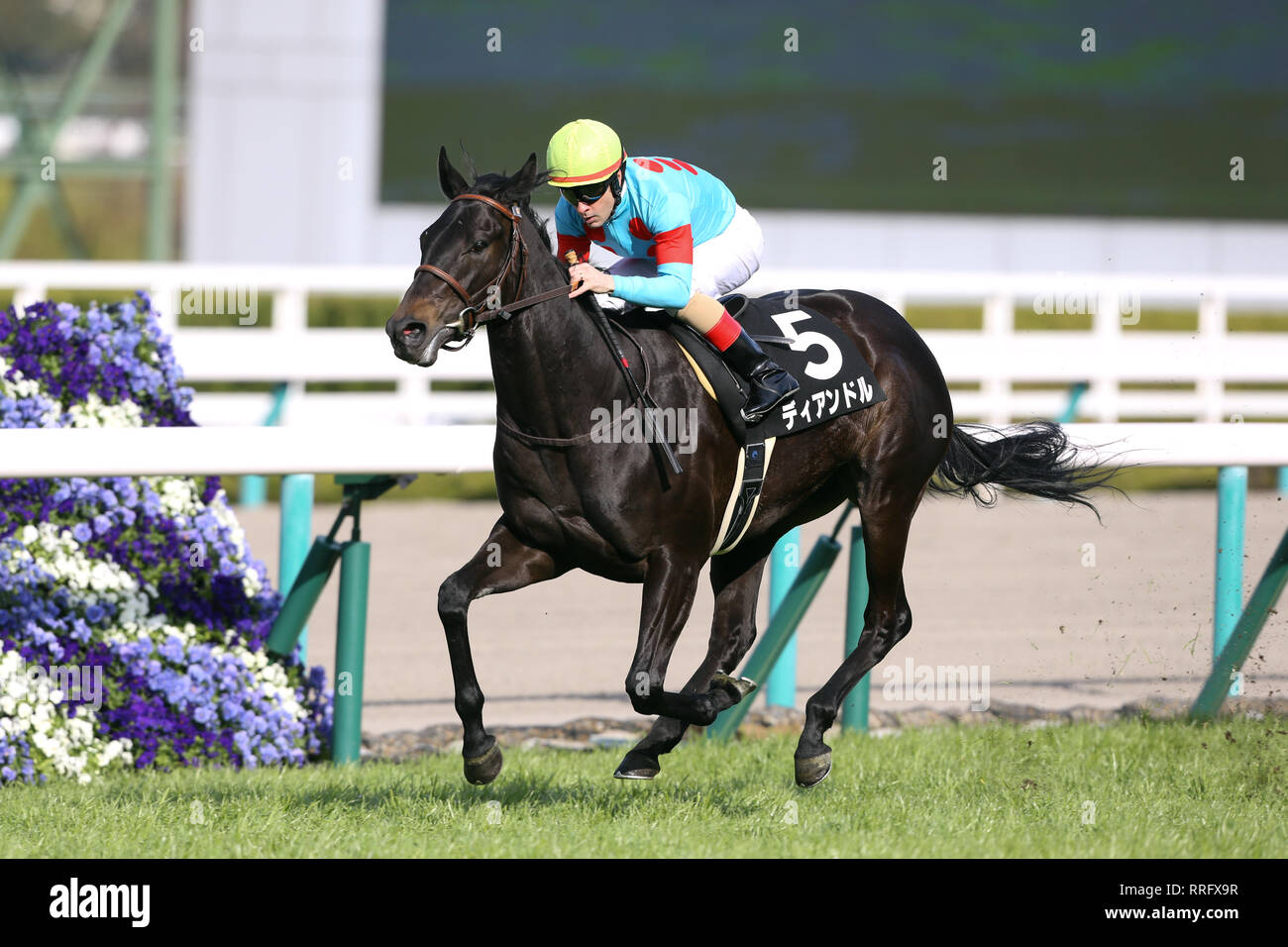 Hyogo, Japan. 23rd Feb, 2019. Dirndl ( Christophe Lemaire) Horse Racing ...