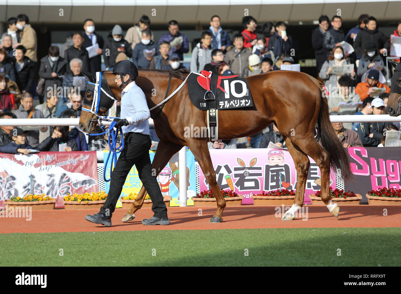 Hyogo, Japan. 23rd Feb, 2019. Telperion Horse Racing : Telperion is led ...