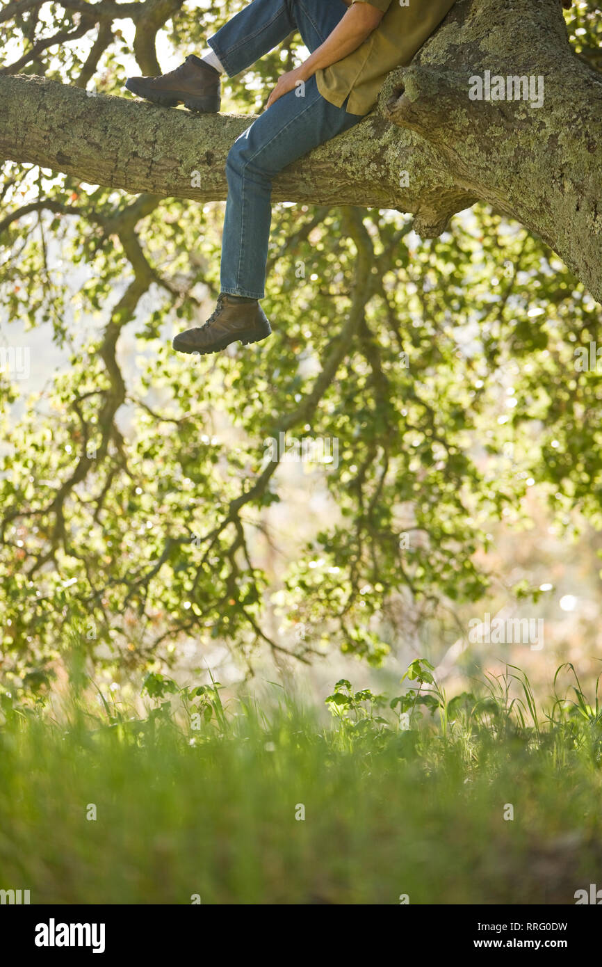 Man's legs dangling from a tree branch above an overgrown lawn Stock ...