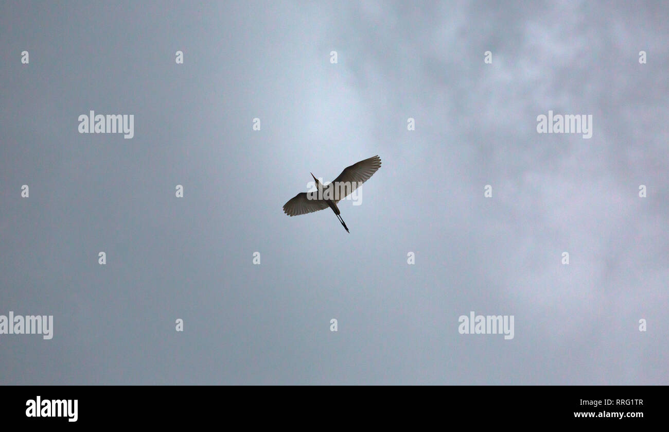 Crane bird flies overhead in the night sky Stock Photo - Alamy