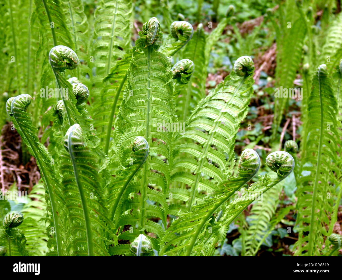 Rolling out the fern leaves hi-res stock photography and images - Alamy